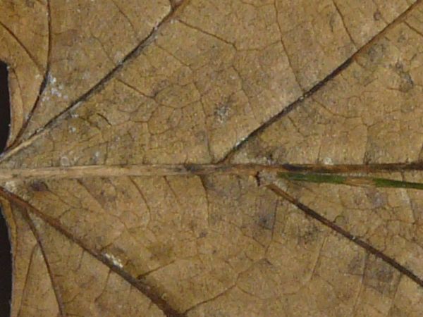 texture 0070 - Texturelib